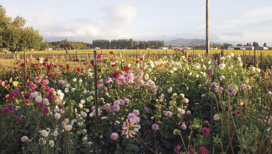 It's a dahlia show, dahling: Sept. 28 at JUMP | Life | idahopress.com