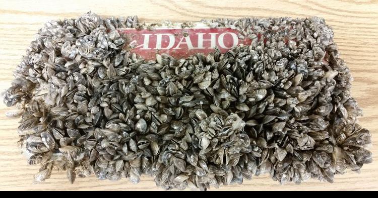 It’s time for Idaho to step up its game on Mussel prevention in the ...