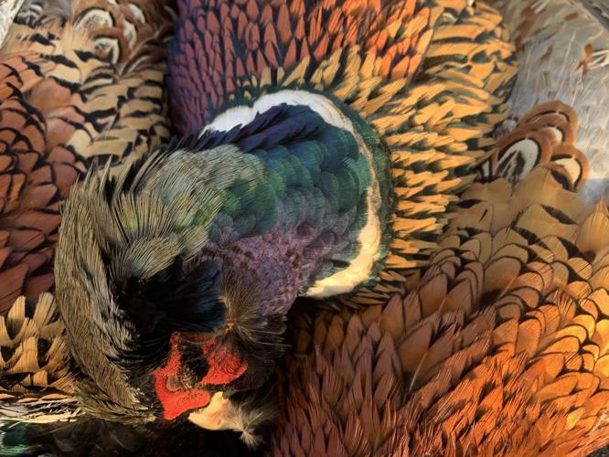 Tom Claycomb: Pheasant hunting in South Dakota | Community | idahopress.com