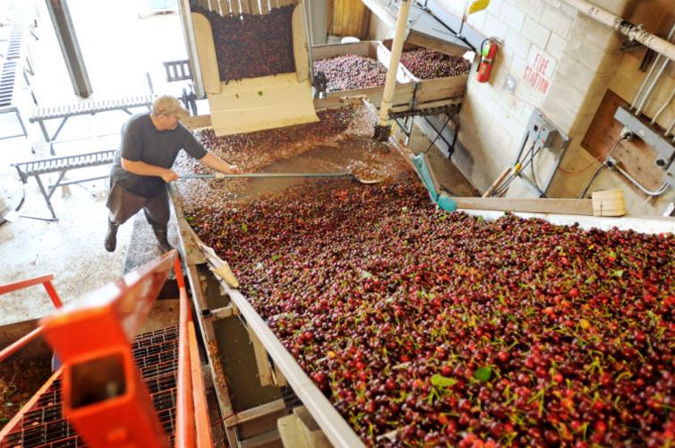 Local orchards provide Sweet cherry harvest | Ag | idahopress.com
