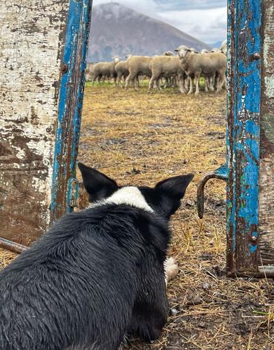 The Trailing of the Sheep: The b-a-a-a-dest festival in Idaho | Life ...