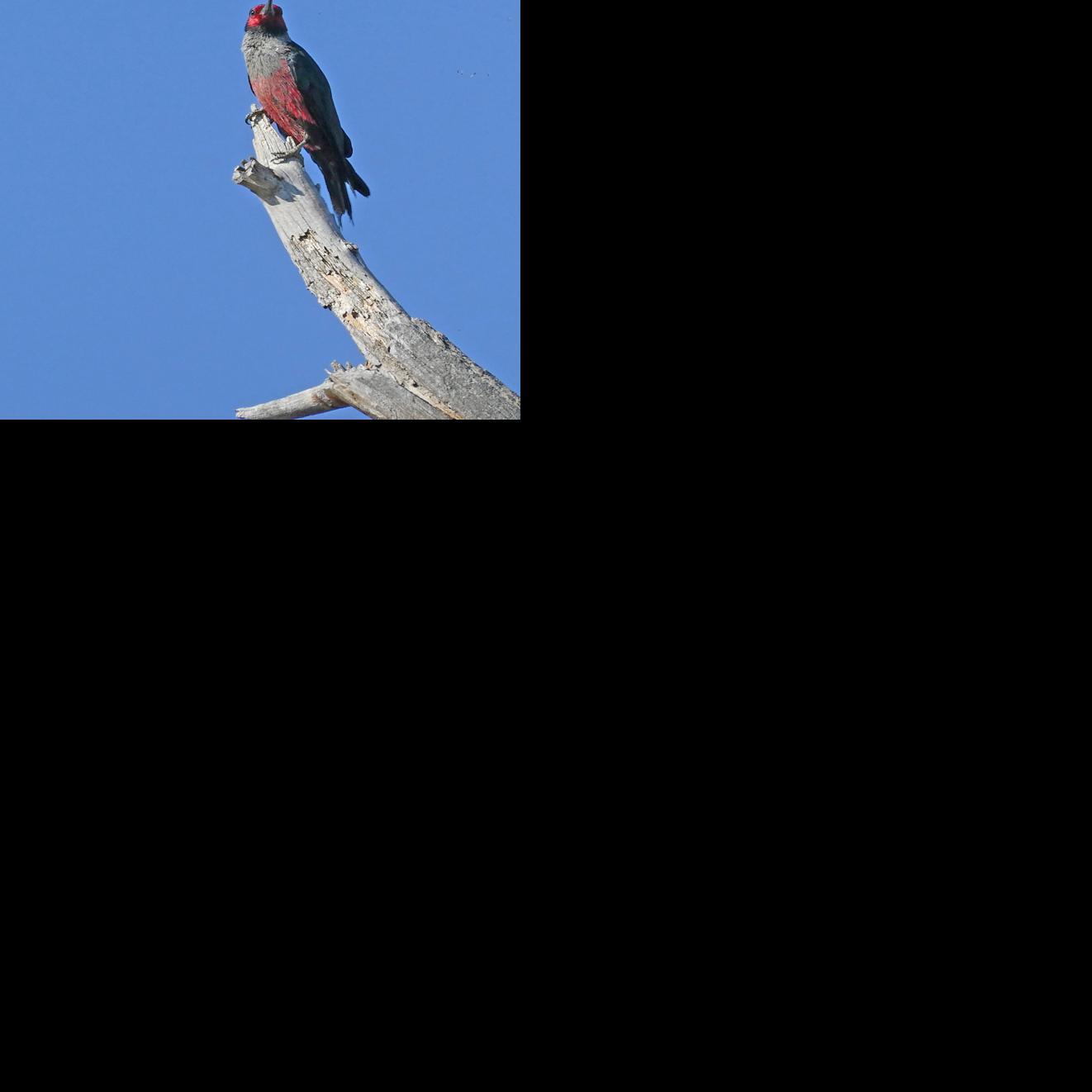 Just for the birds: Birds in burned forests | Community | idahopress.com