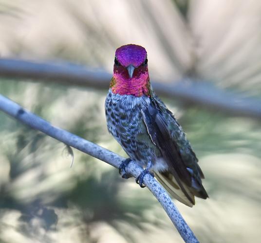 Just for the birds: Western Idaho Fair Winning Bird Photos — Part II ...