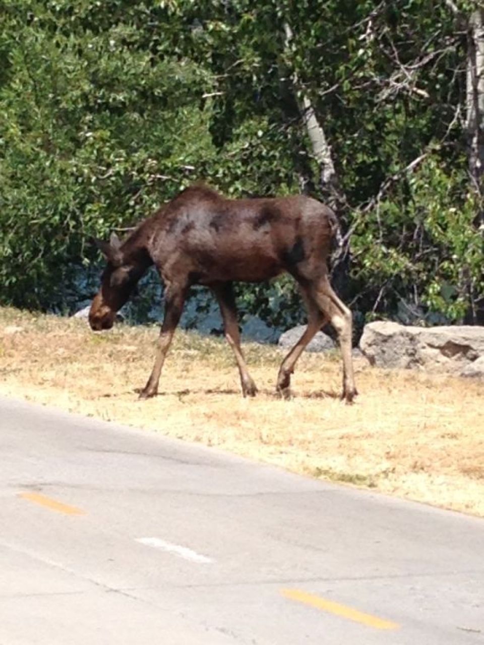 Loose moose in Boise tranquilized and relocated | Complete news ...
