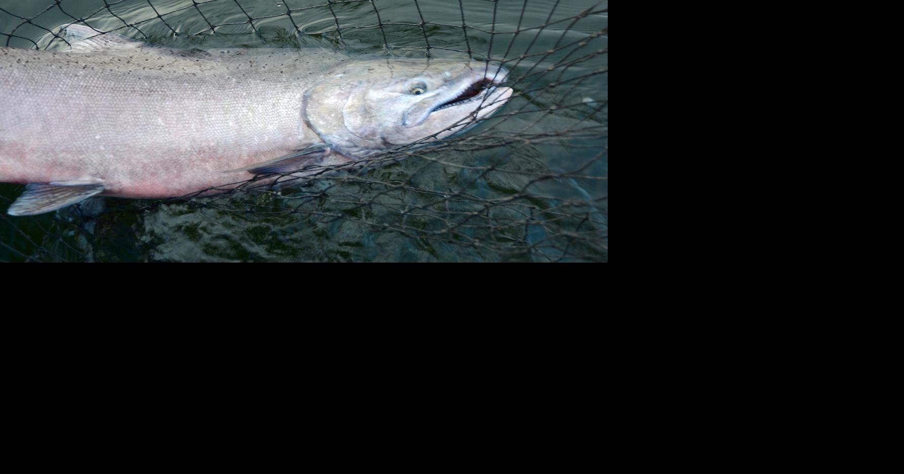 Chinook counts surge, but picture still hazy on Idaho, Washington ...