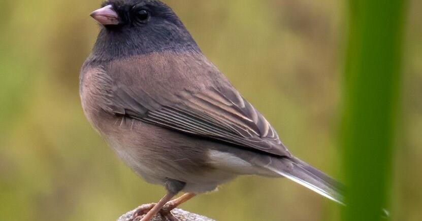 do oregon juncos migrate