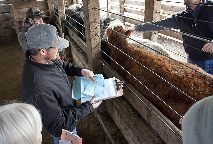 ISP's livestock brand inspectors track millions of cattle yearly ...