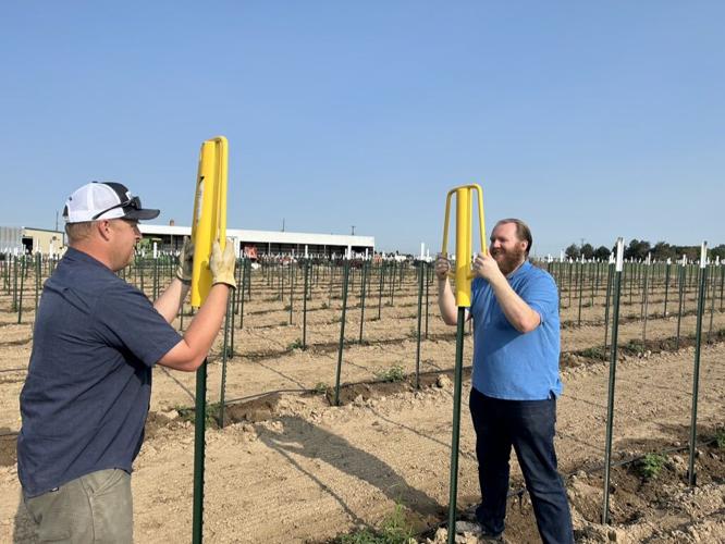 UI Extension researchers open new hopyard in Parma for disease, pest ...