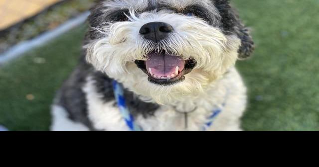 Meridian Canine Rescue Pet of the Week: Watson | Local News ...