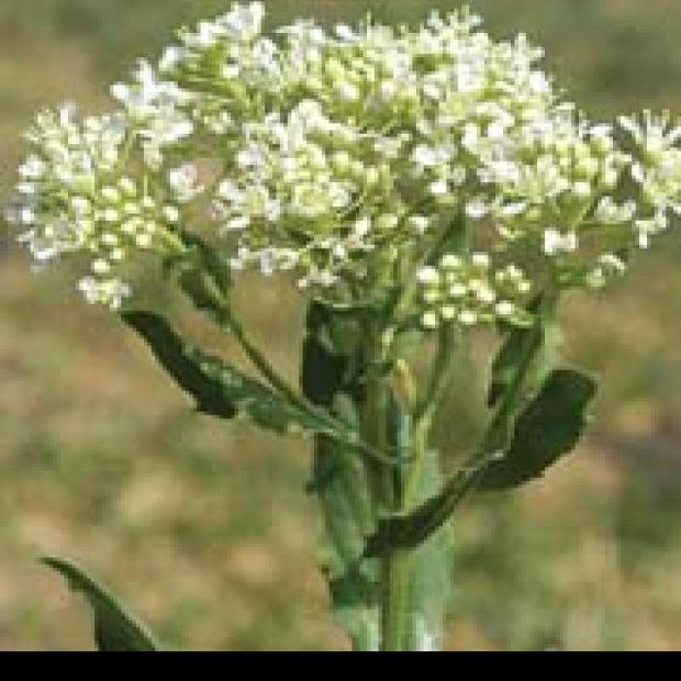 What’s the deal with the Whitetop weed? | Members | idahopress.com