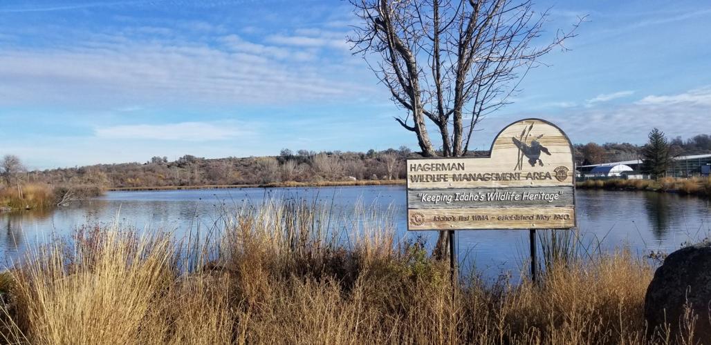 Hagerman Wildlife Management Area: A birdwatcher’s paradise | Community ...