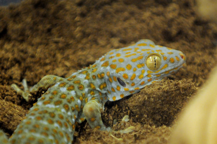 Repticon in Nampa | Local News | idahopress.com