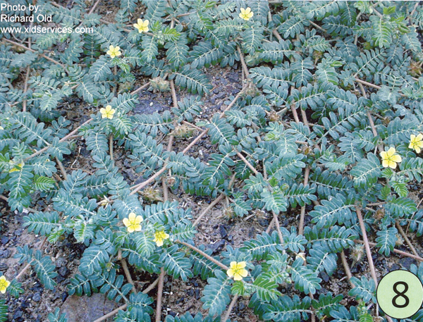 Do you know your noxious weeds? | Ag | idahopress.com
