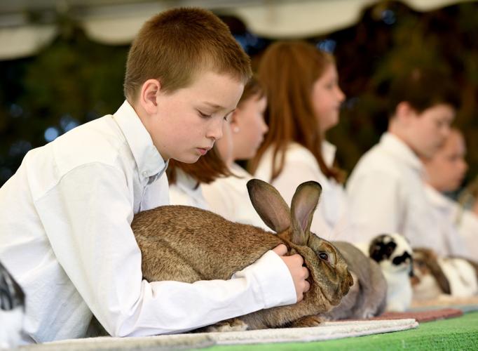 Canyon County Fair Rabbit Showmanship | Photos | idahopress.com