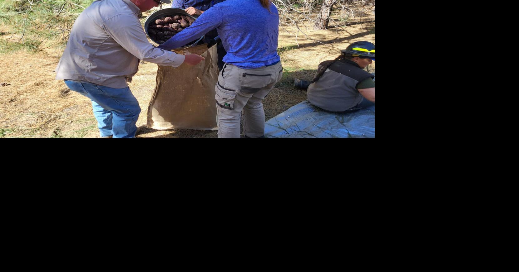 Project Pinecone aims to recover Idaho’s forests after Wapiti Fire | Local News | idahopress.com
