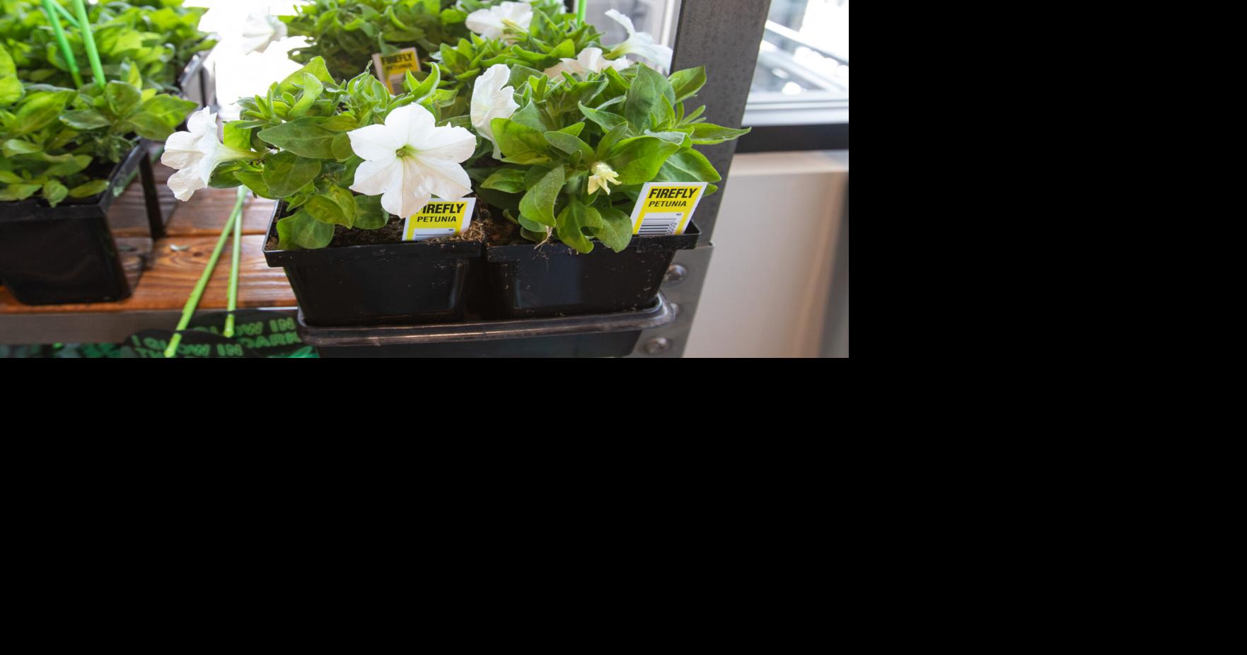 Firefly Petunia, engineered in Idaho, makes gardens glow | Local News ...