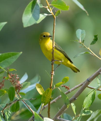 Mixed species foraging flocks | Outdoors News | idahopress.com