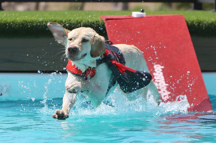 Dog days of summer: P.U.P. pool opens in Kuna | Local News | idahopress.com