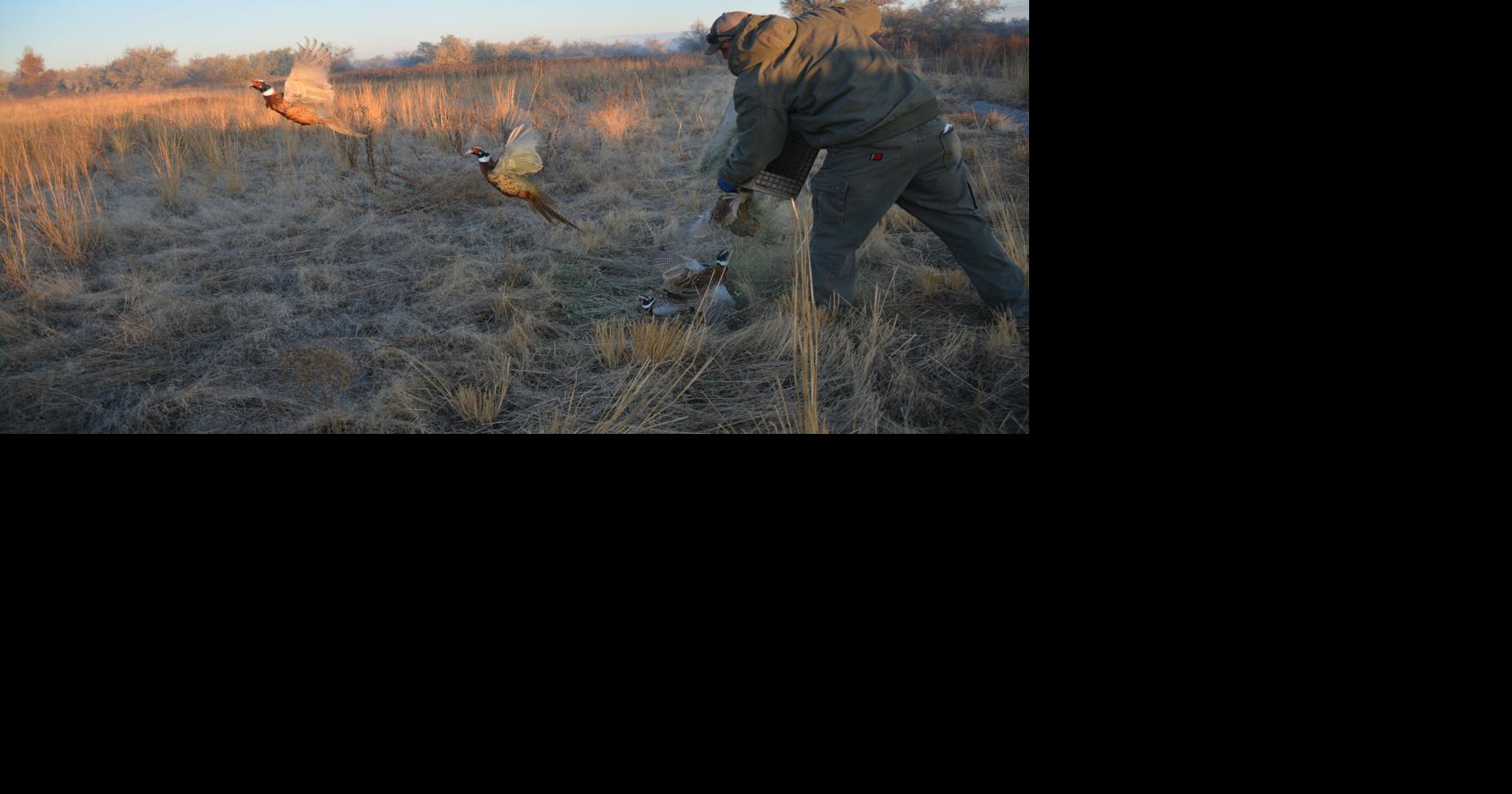 WMAs provide stocked pheasant hunting opportunities | | idahopress.com