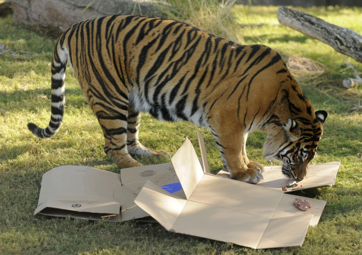 Sumatran Tiger makes her pick for Fiesta Bowl | Blue Turf Sports ...