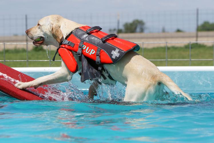 Dog days of summer: P.U.P. pool opens in Kuna | Local News | idahopress.com
