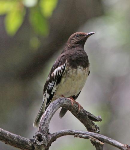 Just for the birds: A big sit and my Jinx Bird | Community | idahopress.com