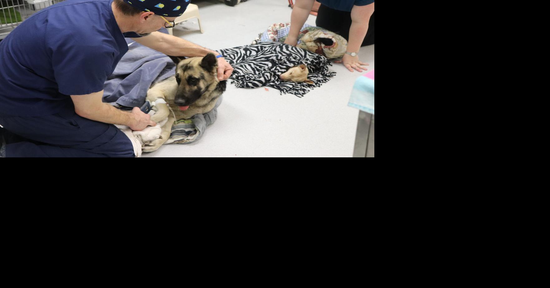Our state is facing a veterinary shortage. What does this mean for ...