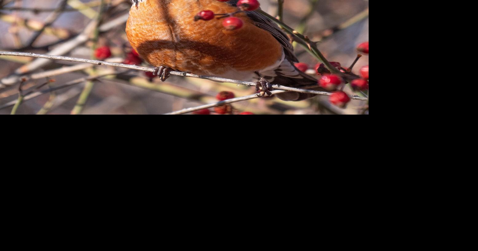 The great American robin | Outdoors News | idahopress.com
