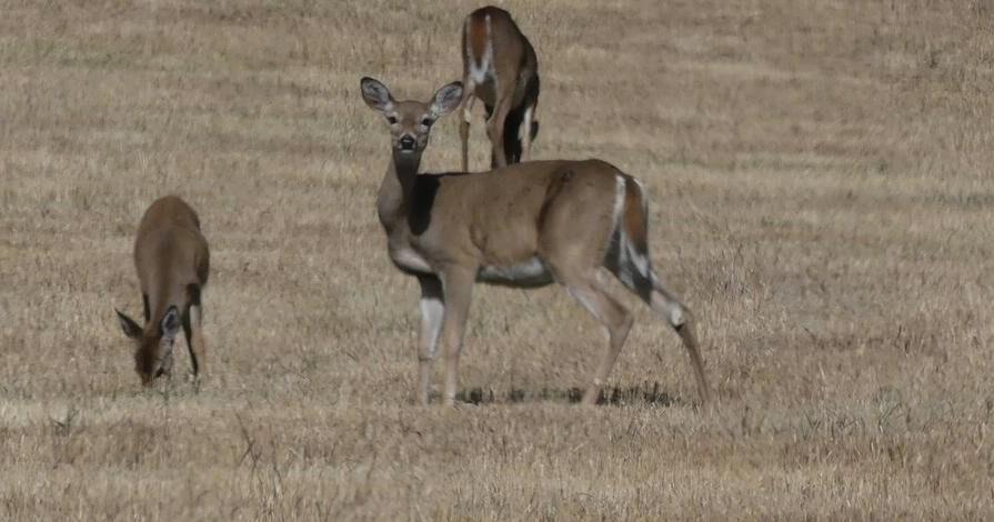 What hunters need to know about CWD requirements for 2025 | Outdoors ...