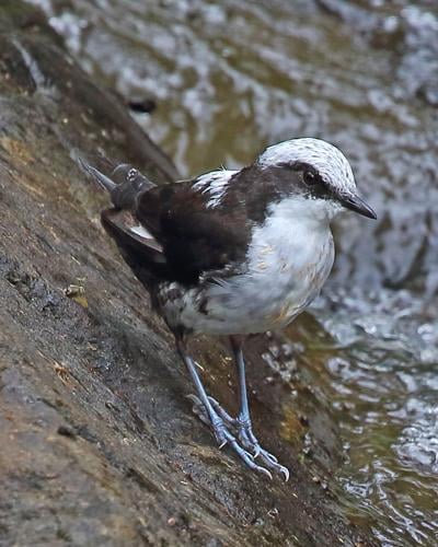 The water ouzel — and a deep dive into dippers | Outdoors News ...