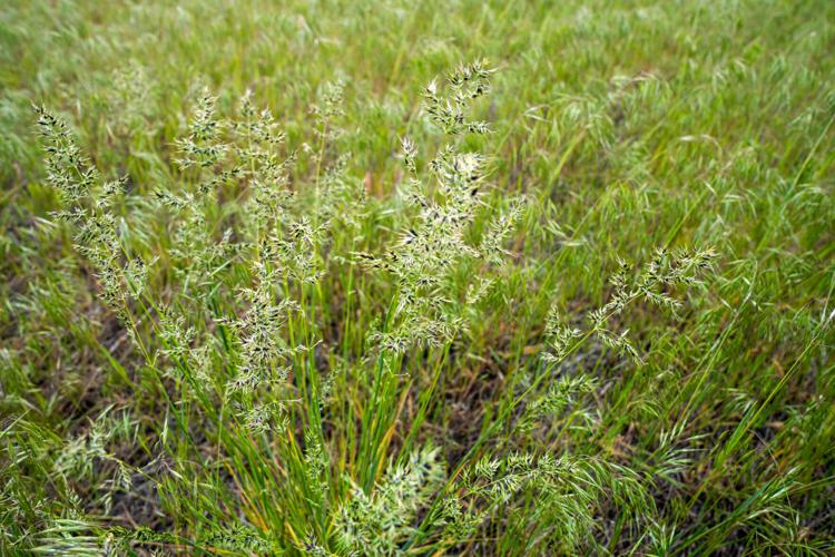 Graze to reduce the blaze: Ranching and cattle grazing efforts now ...