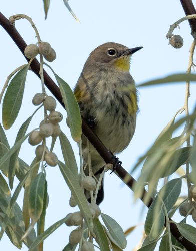 Russian olives – the bad and the good | Outdoors News | idahopress.com