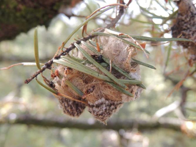 Don't touch this fuzzy caterpillar | Nampa | idahopress.com