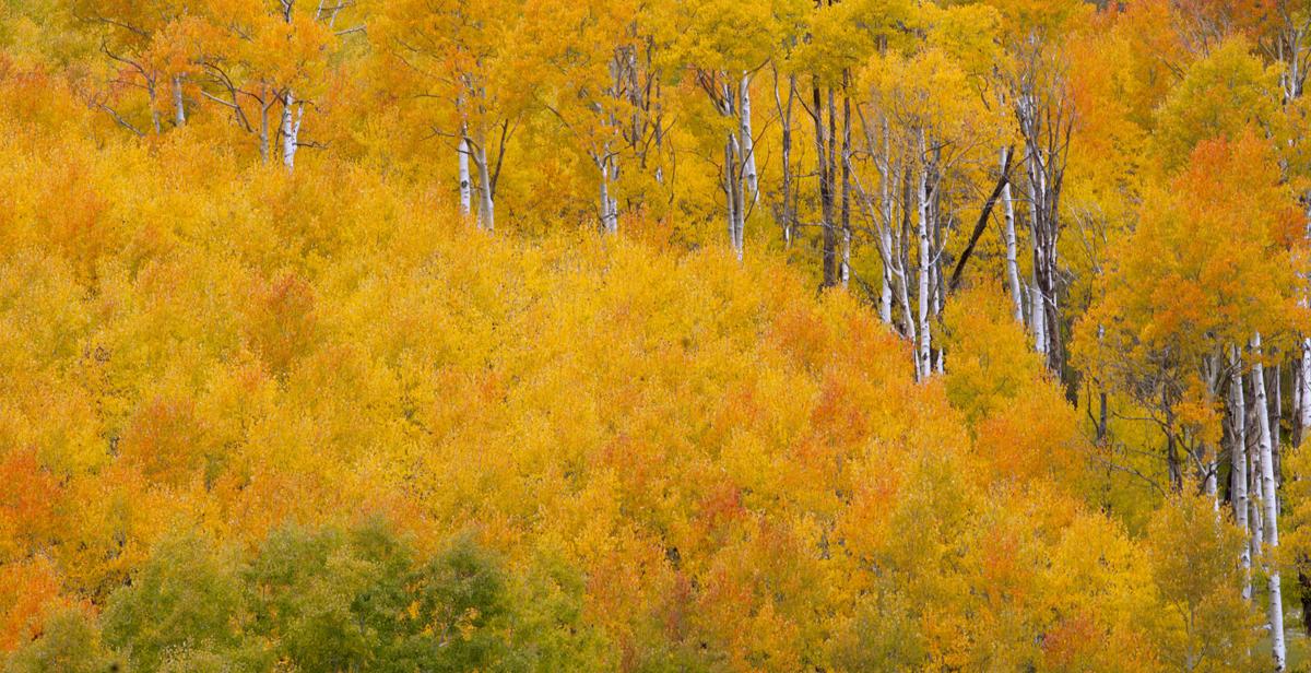 Pando — 'The Trembling Giant': Central Utah home to unusual grove of ...