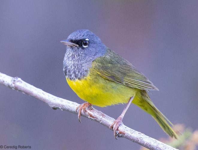 The warbler treasure hunt | Outdoors News | idahopress.com