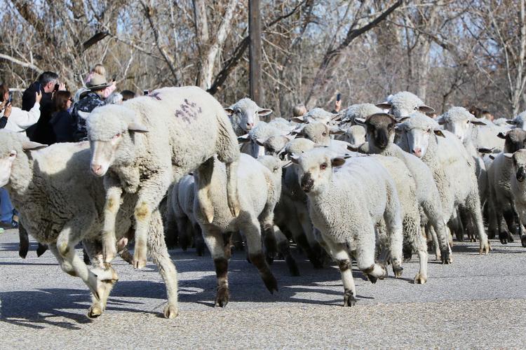 Hundreds gather to watch annual sheep crossing in Idaho | Local News ...