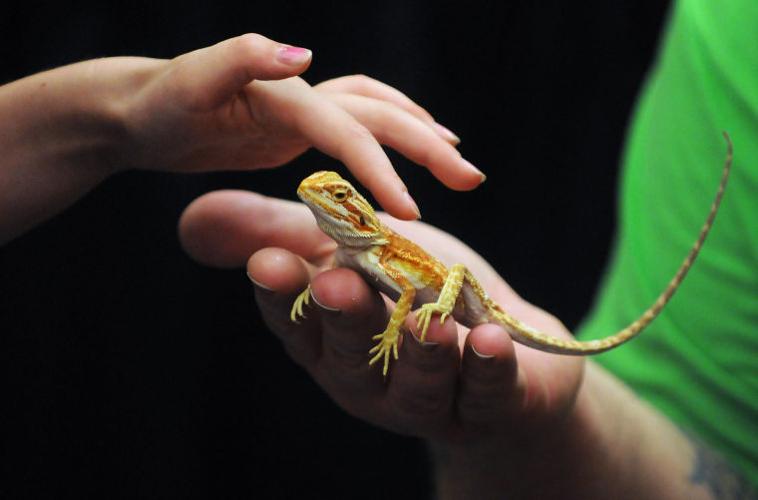 Repticon in Nampa | Local News | idahopress.com