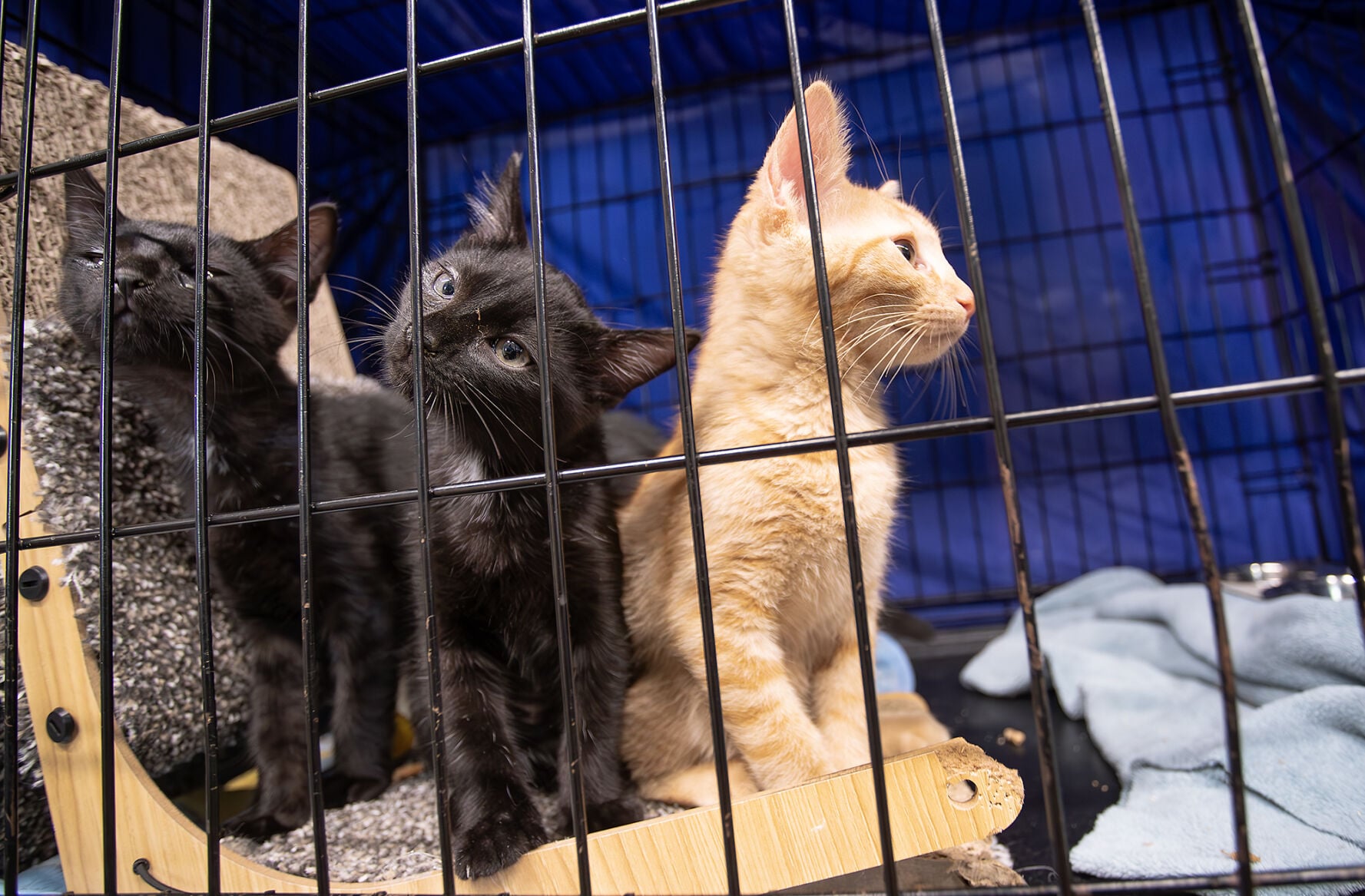 Wanting to do more for Canyon County cats, Pet Haven seeks community ...