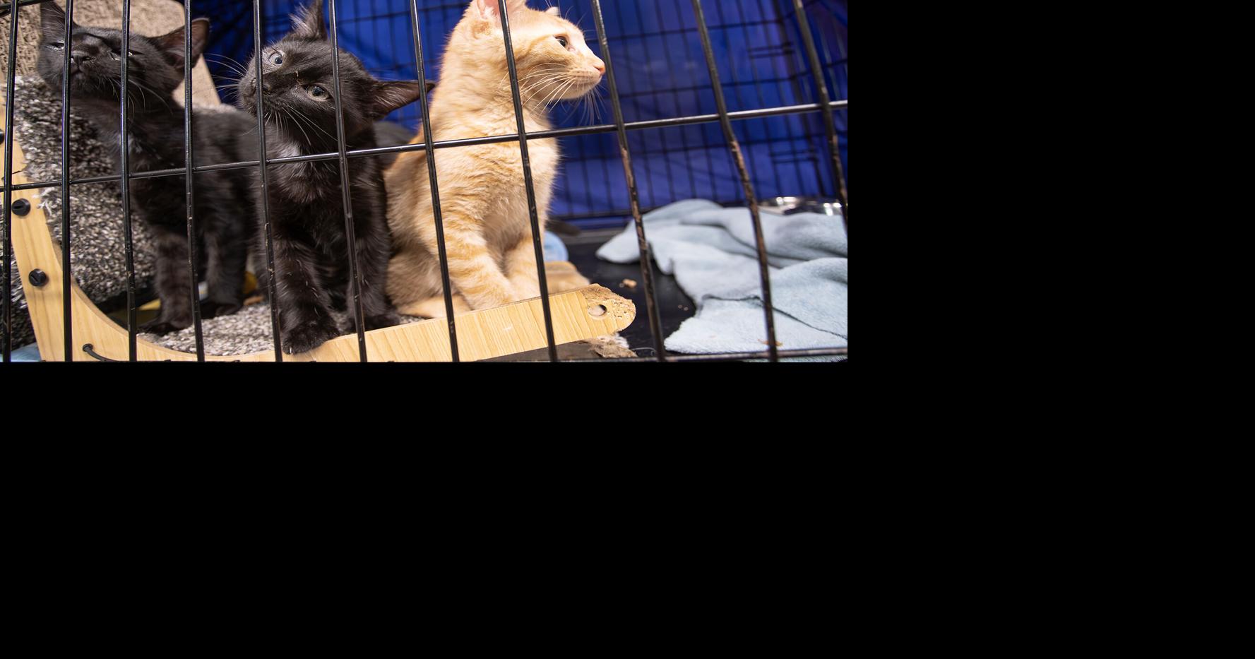 Wanting to do more for Canyon County cats, Pet Haven seeks community ...