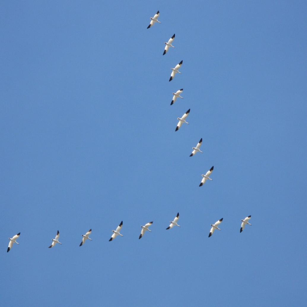 Who flies in 'V' formations? | Outdoors News | idahopress.com