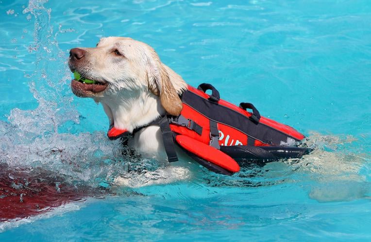 Dog days of summer: P.U.P. pool opens in Kuna | Local News | idahopress.com
