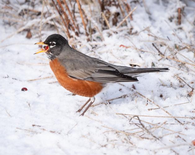 The great American robin | Outdoors News | idahopress.com