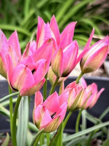 Down and Dirty: The early birds get the bulbs | Life | idahopress.com