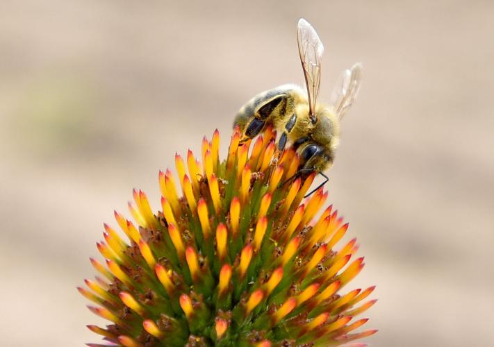 The buzz around native bees | Members | idahopress.com