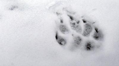 Idaho wolf kills difficult | Complete news coverage | idahopress.com