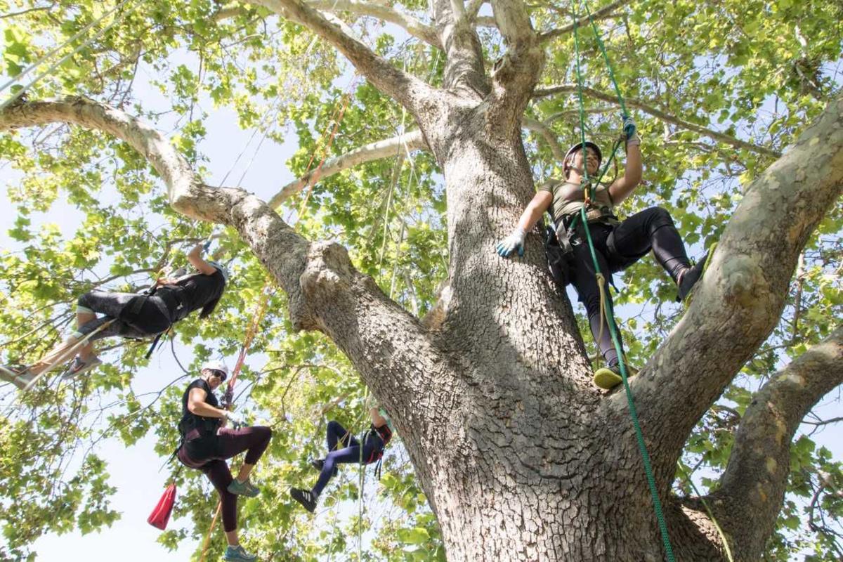 Professional gives a leg up to tree-climbing wannabes | Life ...