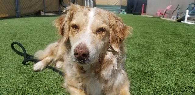 Meridian Canine Rescue Pet of the Week: Nyah | Local News | idahopress.com