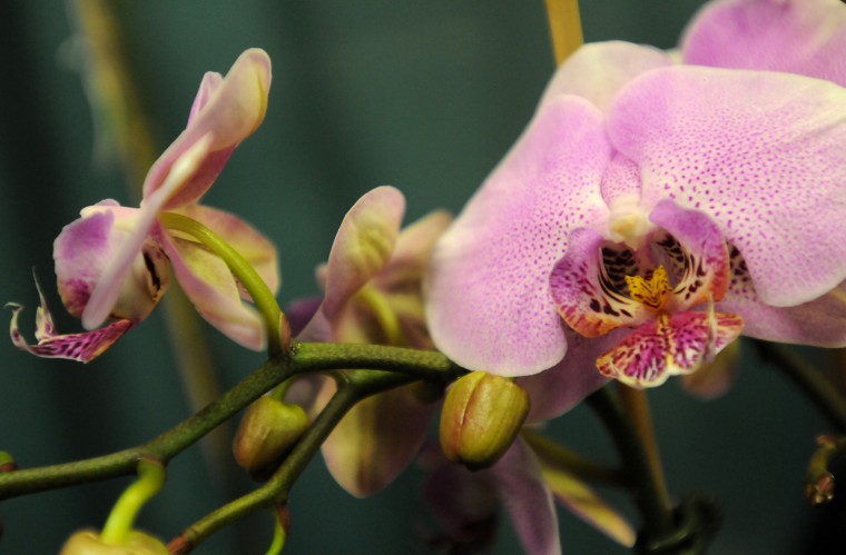 Boise Flower and Garden Show | Photo Gallery | idahopress.com