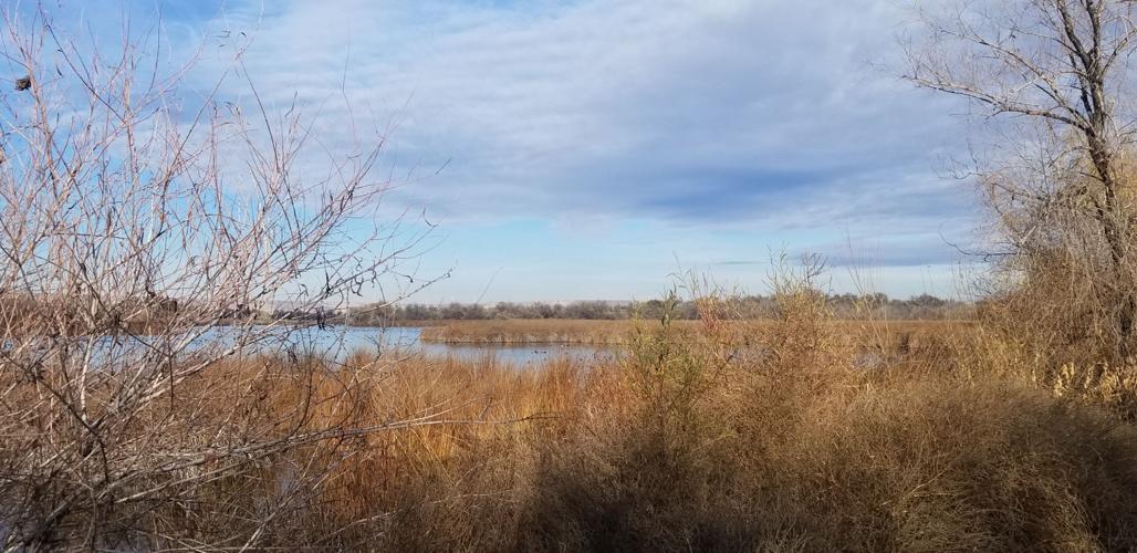 Hagerman Wildlife Management Area: A birdwatcher’s paradise | Community ...