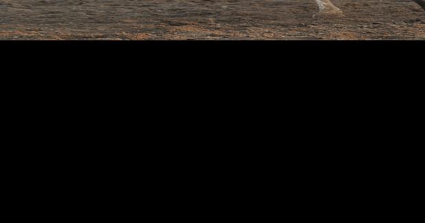 Melba’s Tiegs gets her prized trophy at Homedale rodeo | Members ...